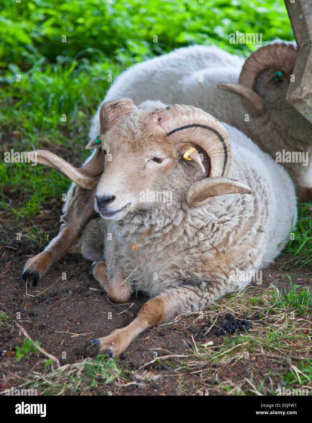 Portland Sheep Ram Stock Photo - Alamy