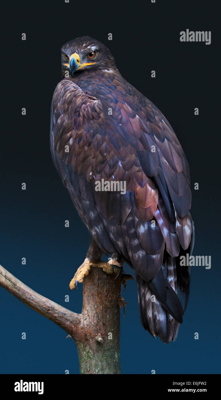 Steppe Eagle (aquila nipalensis Stock Photo - Alamy