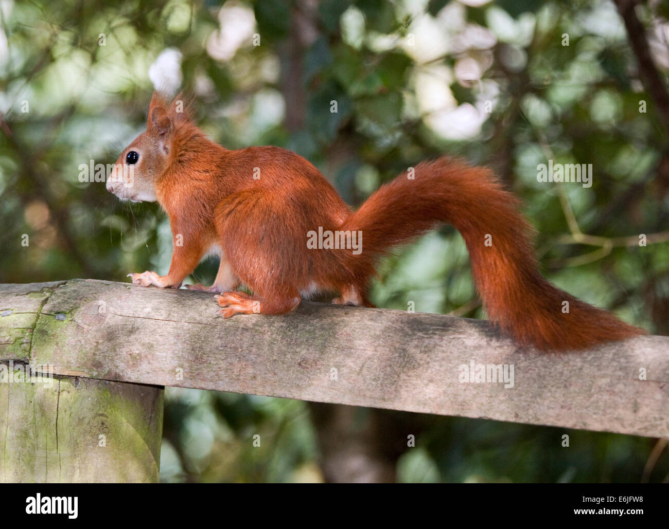 European Red Squirrel (sciurus vulgaris Stock Photo - Alamy