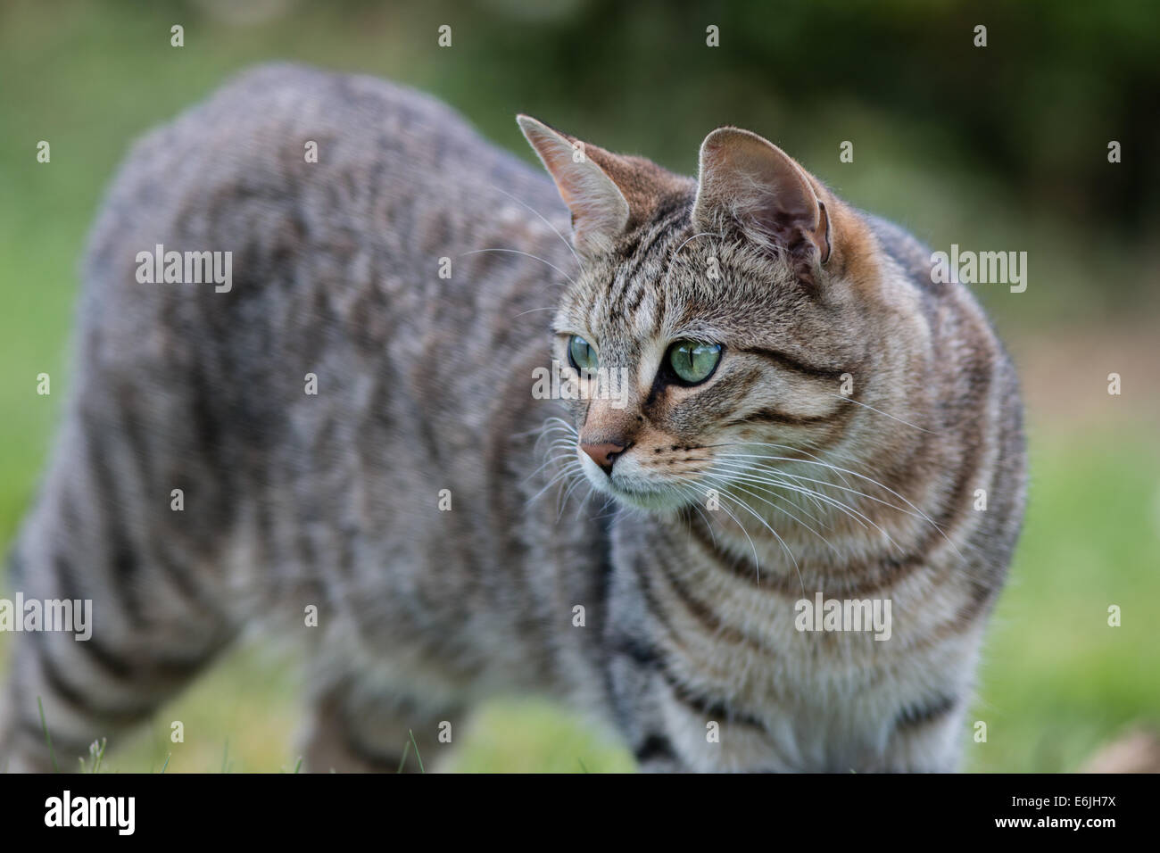 Striped Tabby Cat Standing And Staring Stock Photo - Alamy