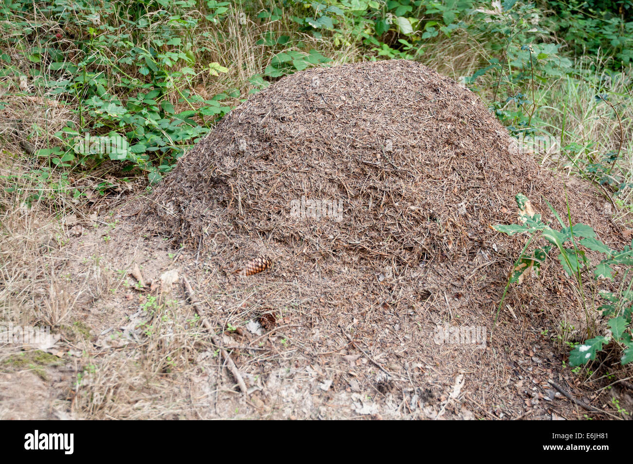 anthill in the forest Stock Photo - Alamy