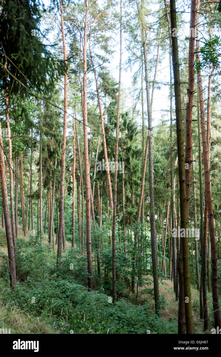pine tree forest Stock Photo - Alamy