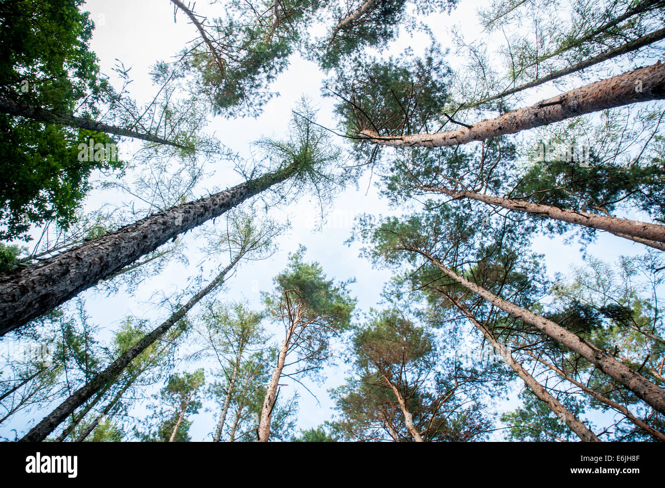 treetops vertigo view in the forest Stock Photo - Alamy
