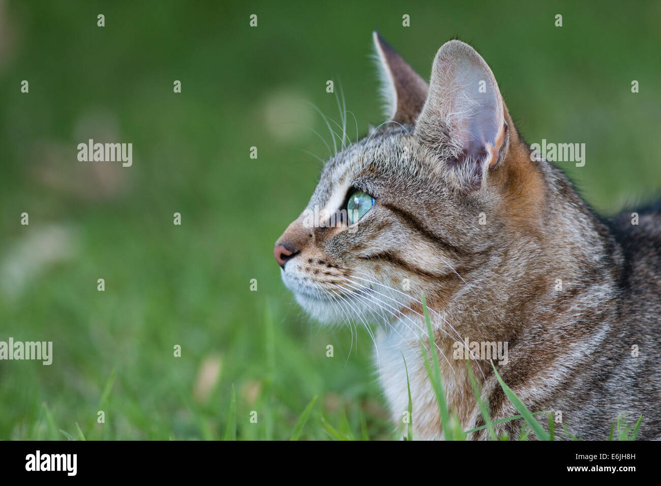 Striped Tabby Cat Stock Photo - Alamy