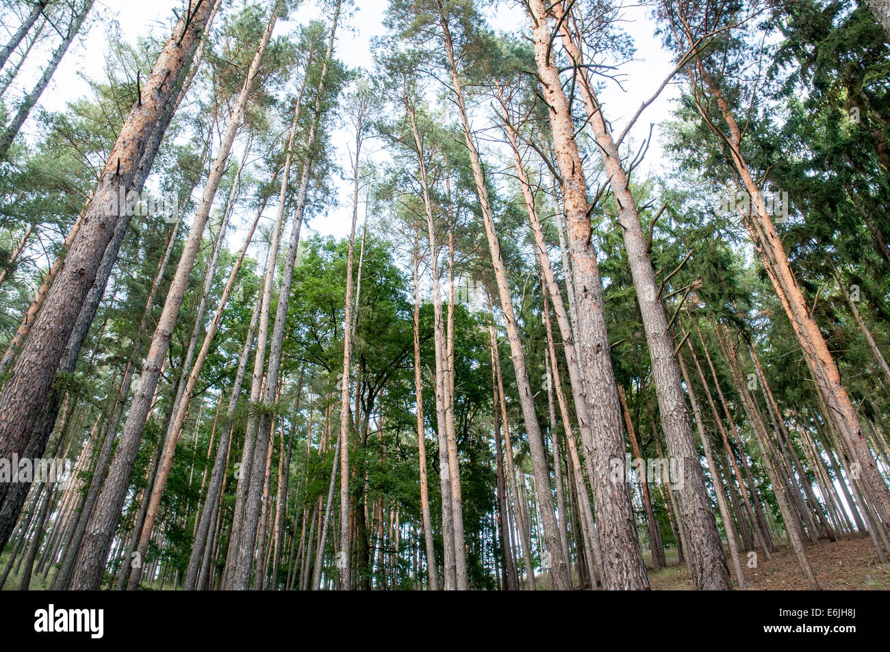 pine tree forest Stock Photo - Alamy