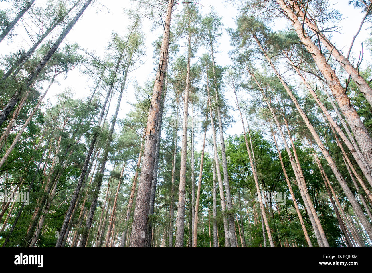 pine tree forest Stock Photo - Alamy