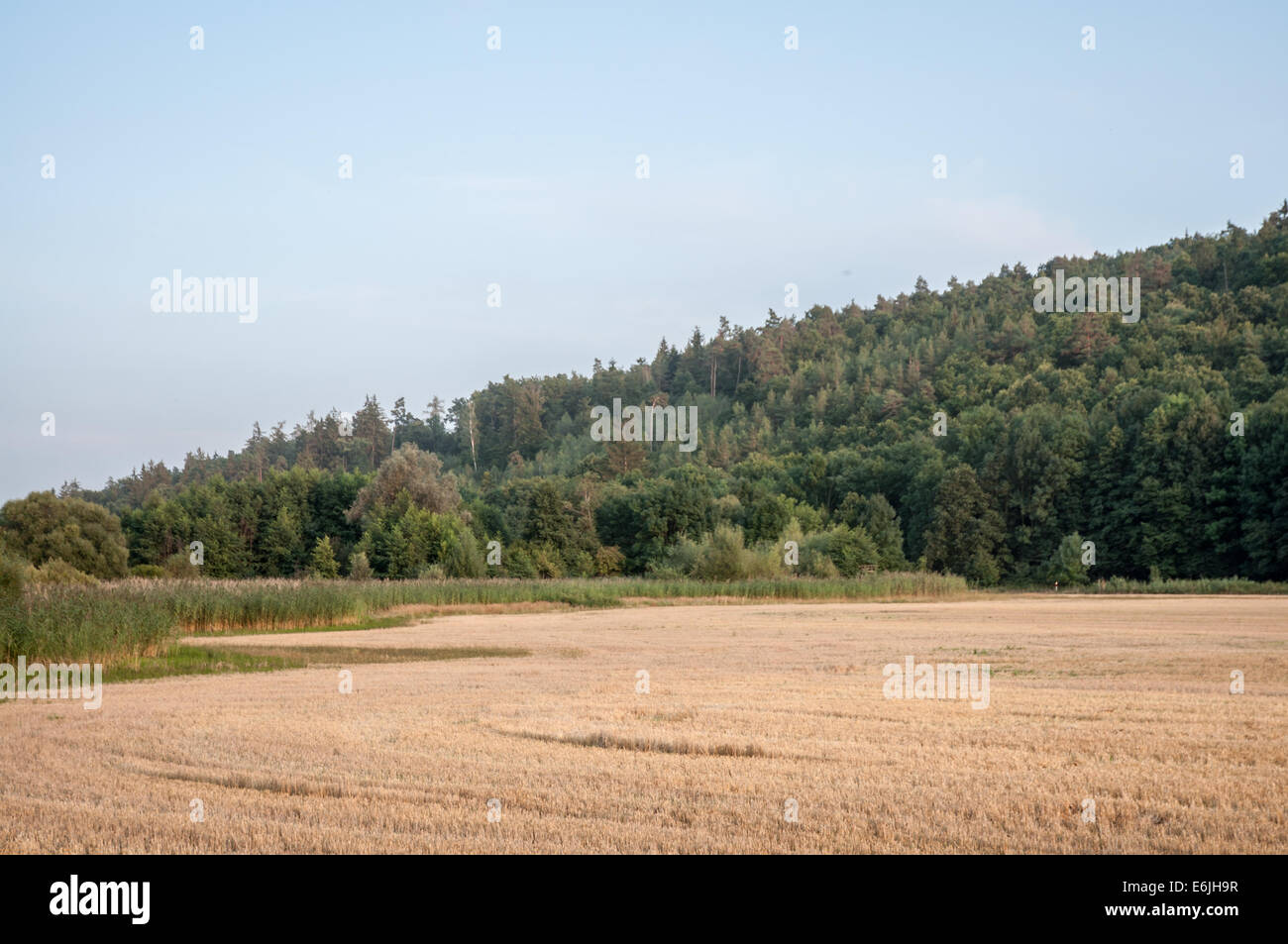 Moravia, Czech Republic, idyllic scene with field and forest Stock ...