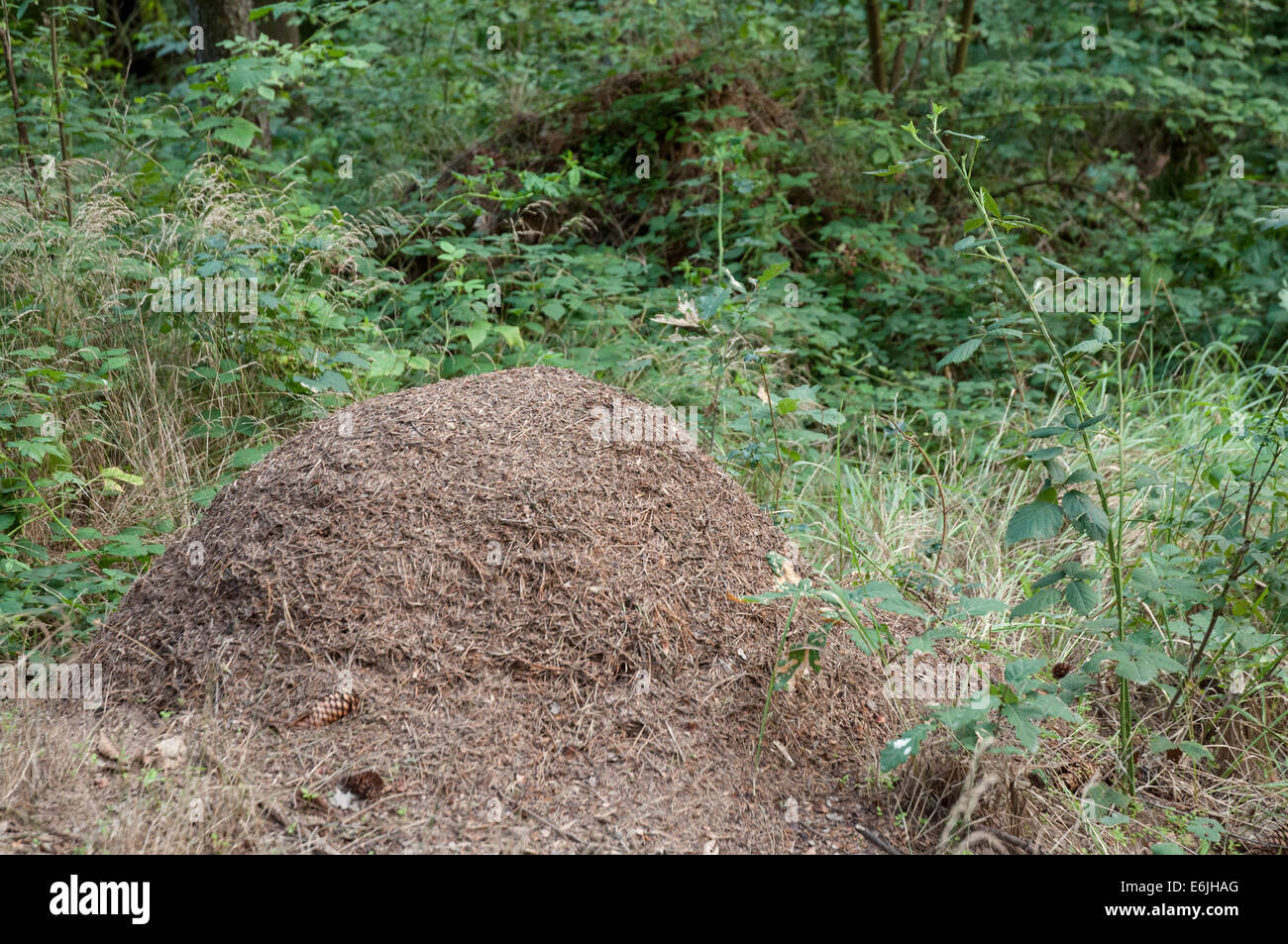 anthill in the forest Stock Photo - Alamy