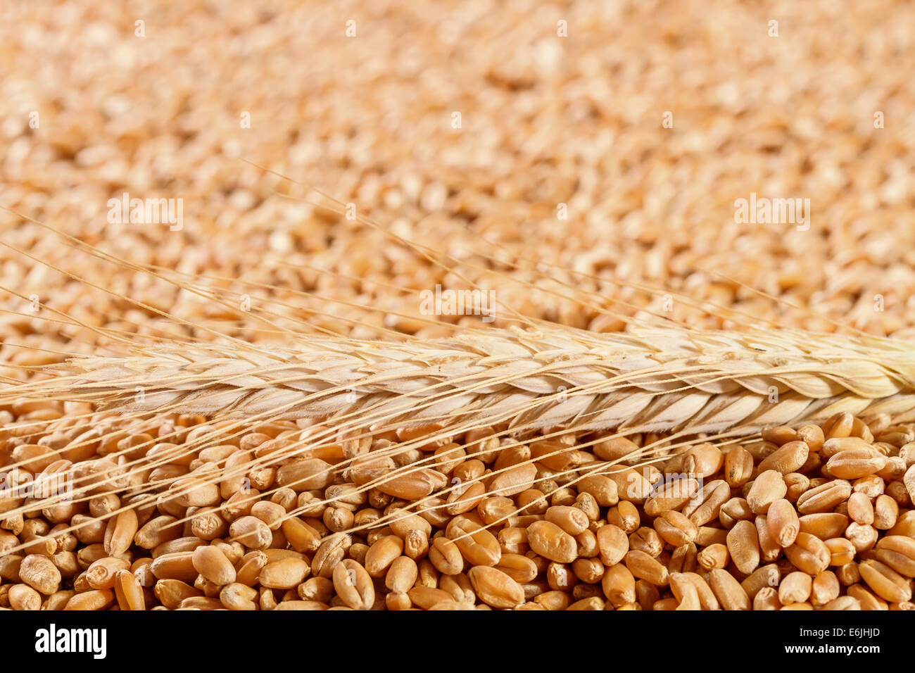 Wheat grains close up Stock Photo - Alamy