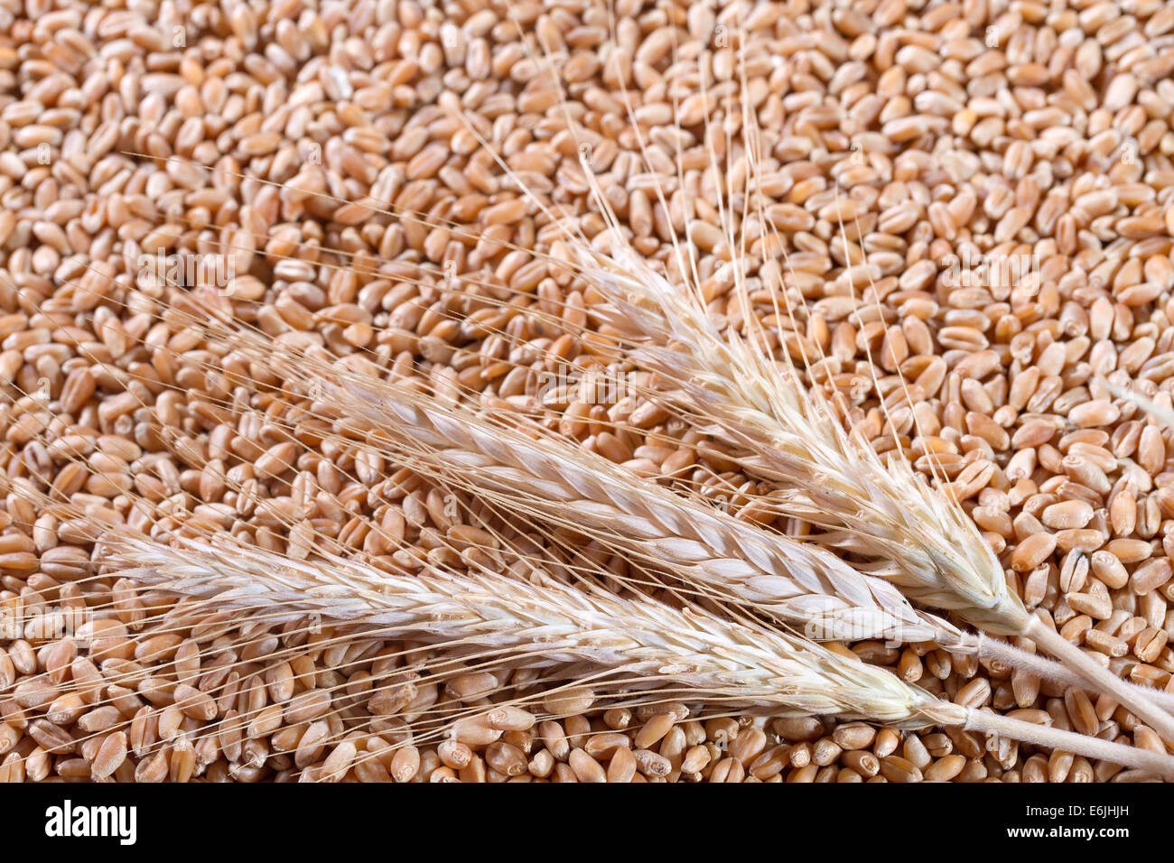 Wheat grains close up Stock Photo - Alamy