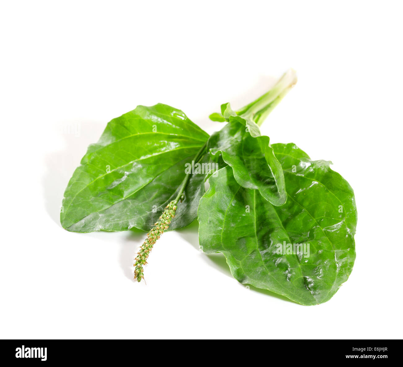 Plantain leaves isolated on white background Stock Photo - Alamy