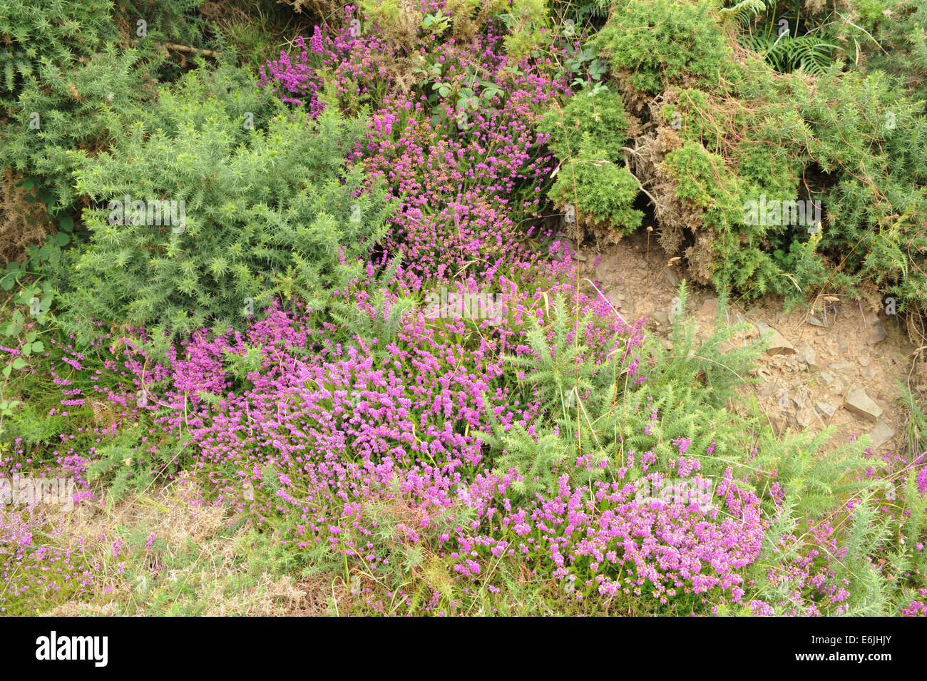 Heather slope hi-res stock photography and images - Alamy