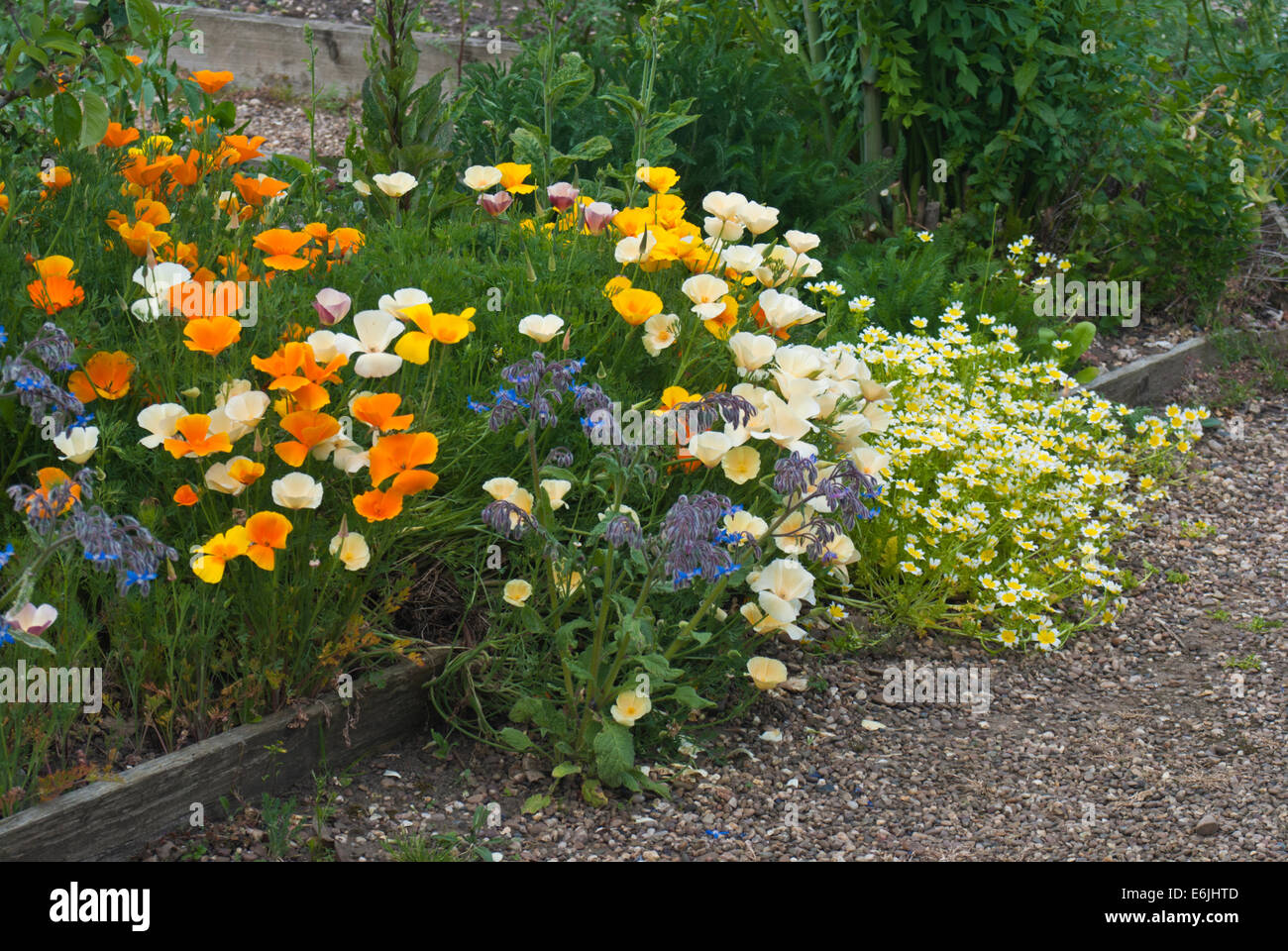 Low view of an empty garden path Stock Photo - Alamy