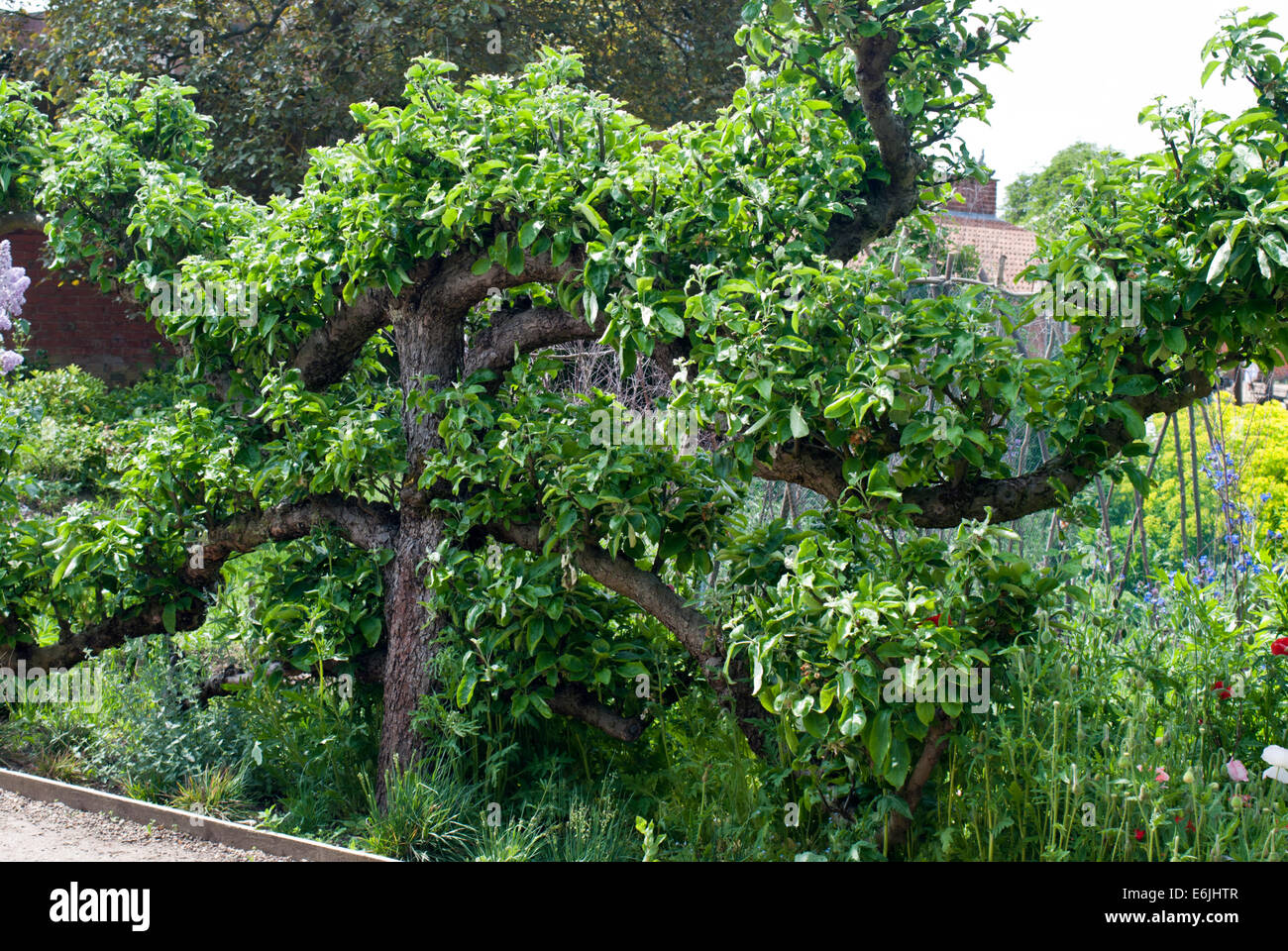 Espaliered apple tree growing in a country walled garden Stock Photo ...