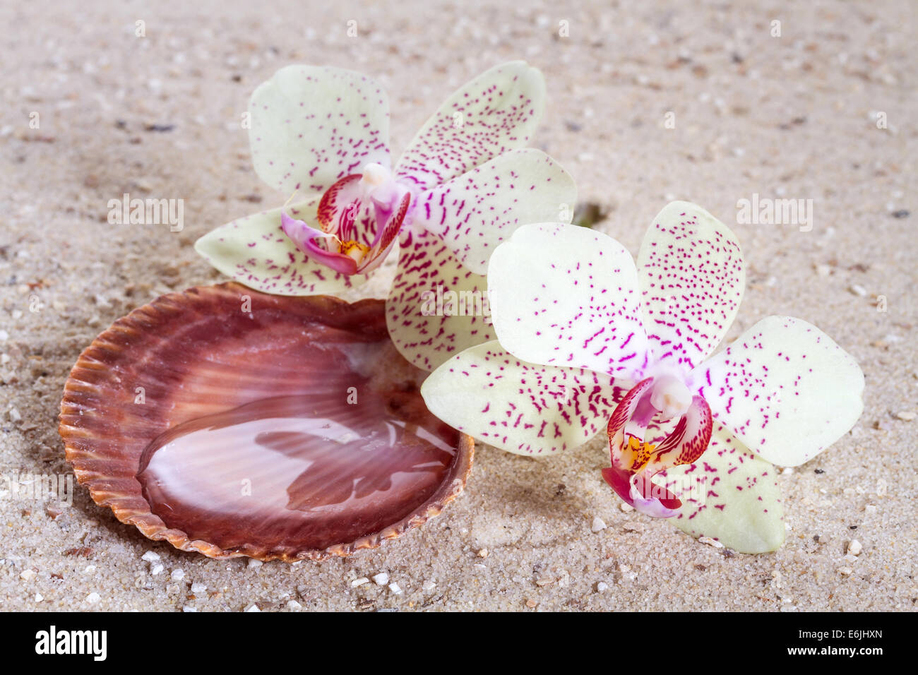 Orchid in the sand Stock Photo - Alamy