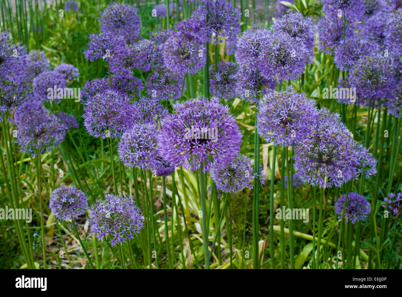 A mix of alliums growing in a herbaceous border Stock Photo - Alamy