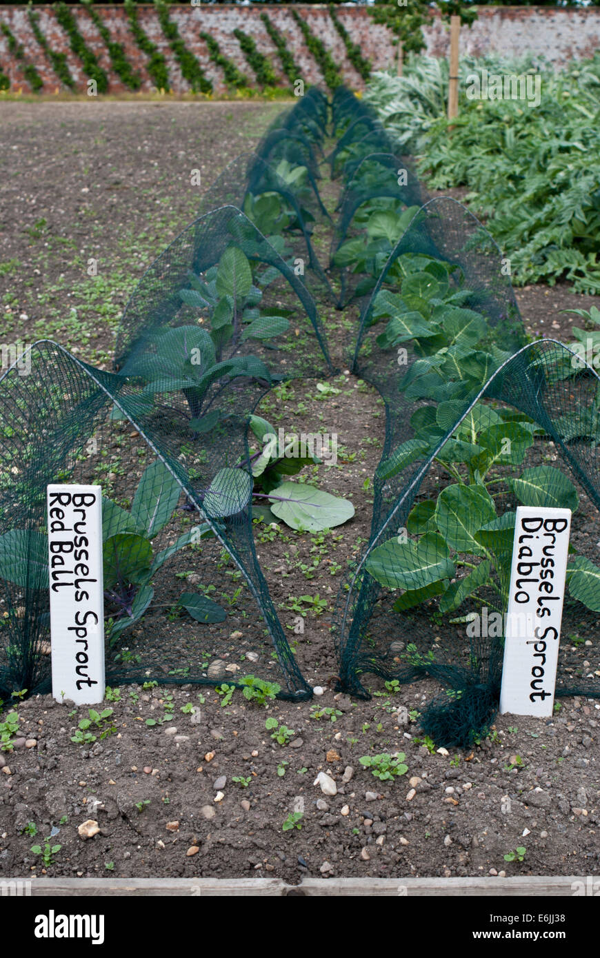 Netting crops hi-res stock photography and images - Alamy