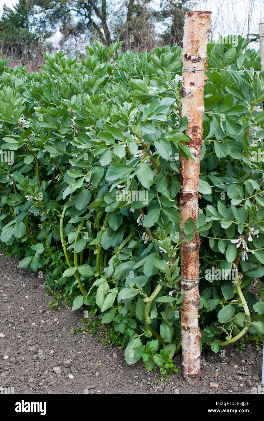 Vegetable patch growing Broad beans Stock Photo - Alamy