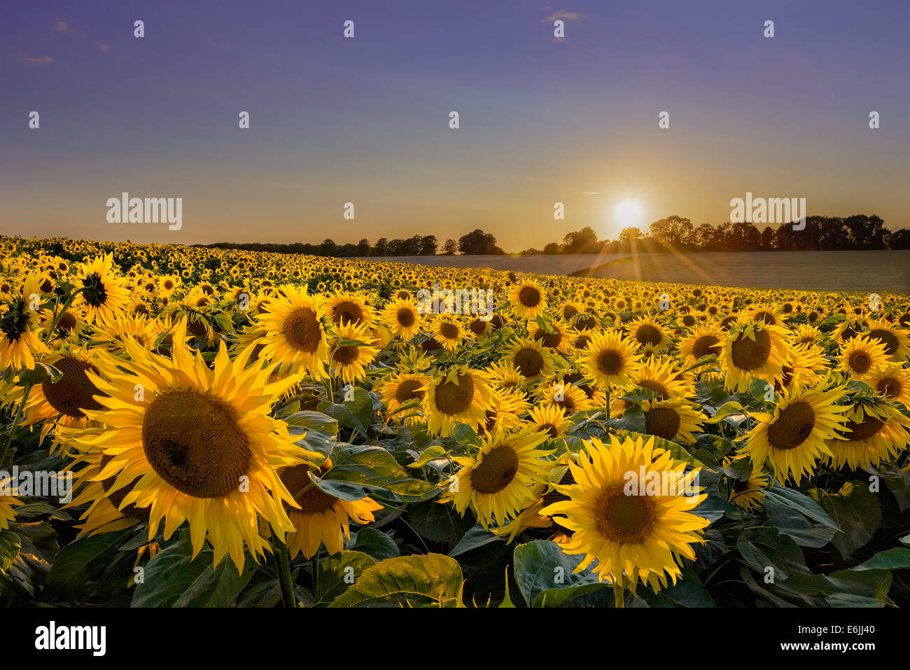 Sunset over a Sunflower field Stock Photo - Alamy