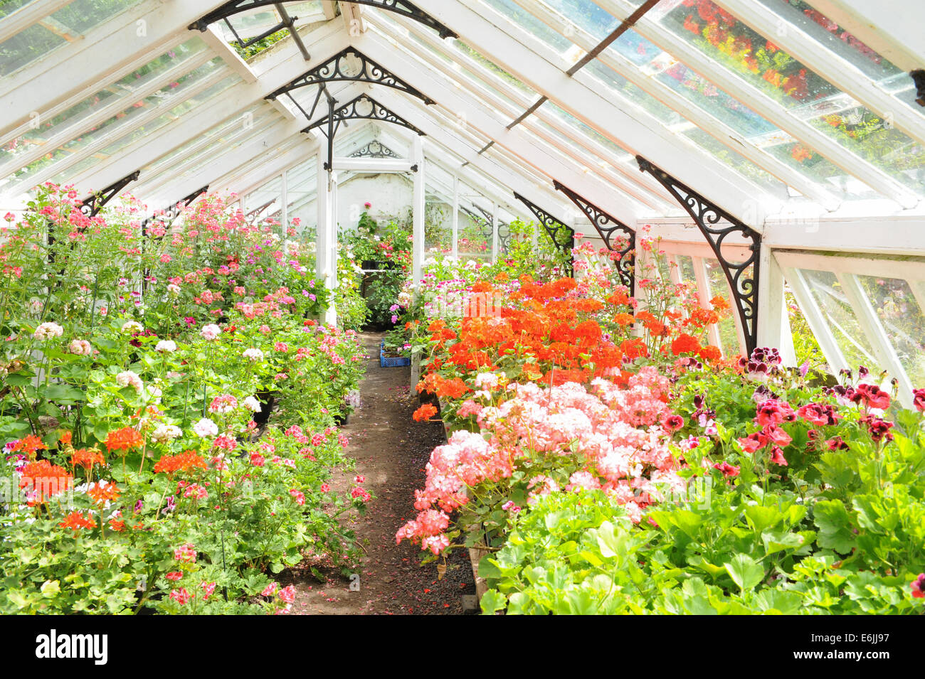 Victorian greenhouse white hi-res stock photography and images - Alamy