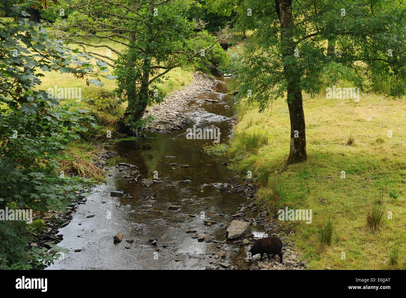 Black sheep and a Donkey grazing by a Stream at Hartland Abbey, between ...