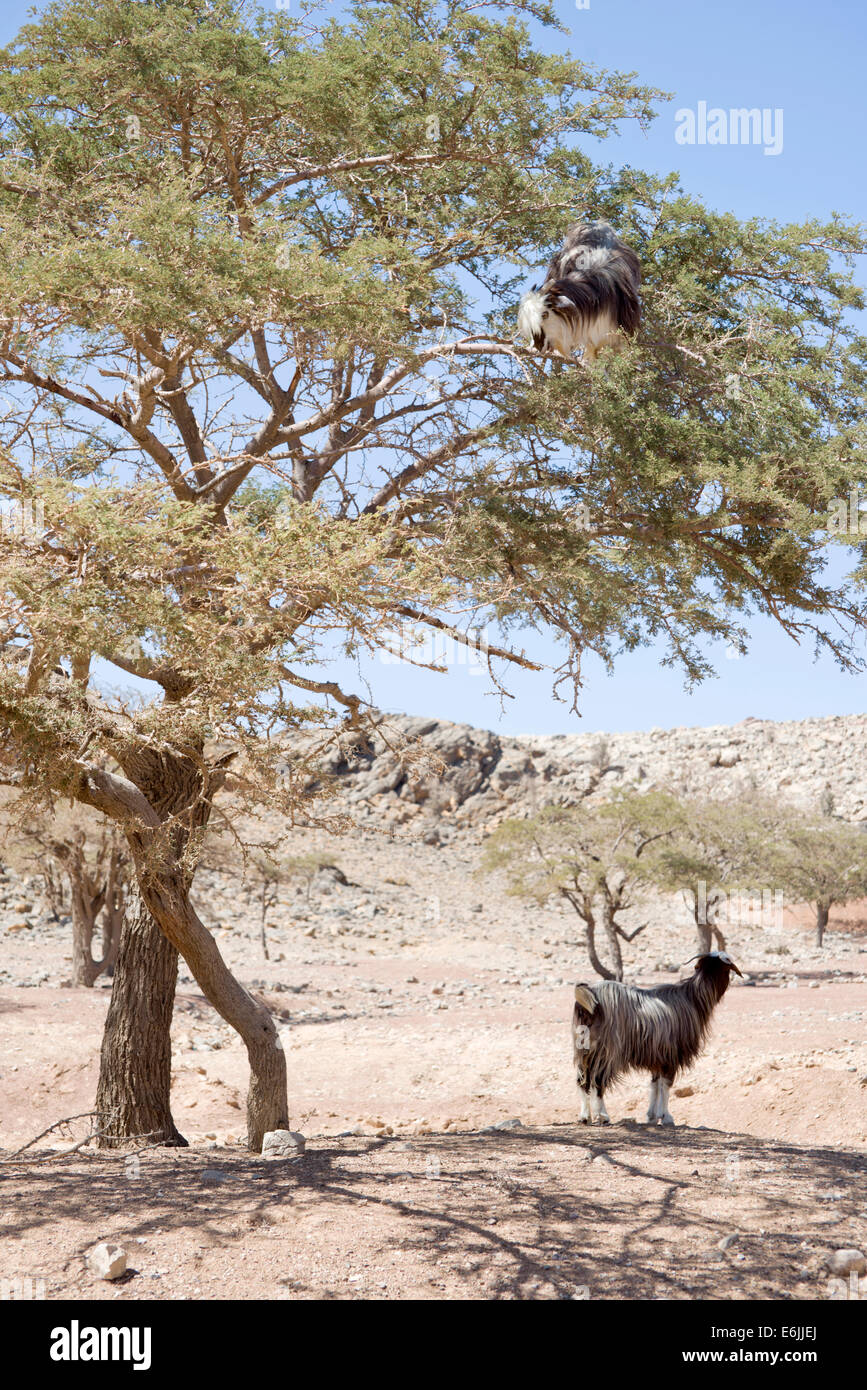 Mountain goat in tree, Jebel Shams, Oman Stock Photo - Alamy