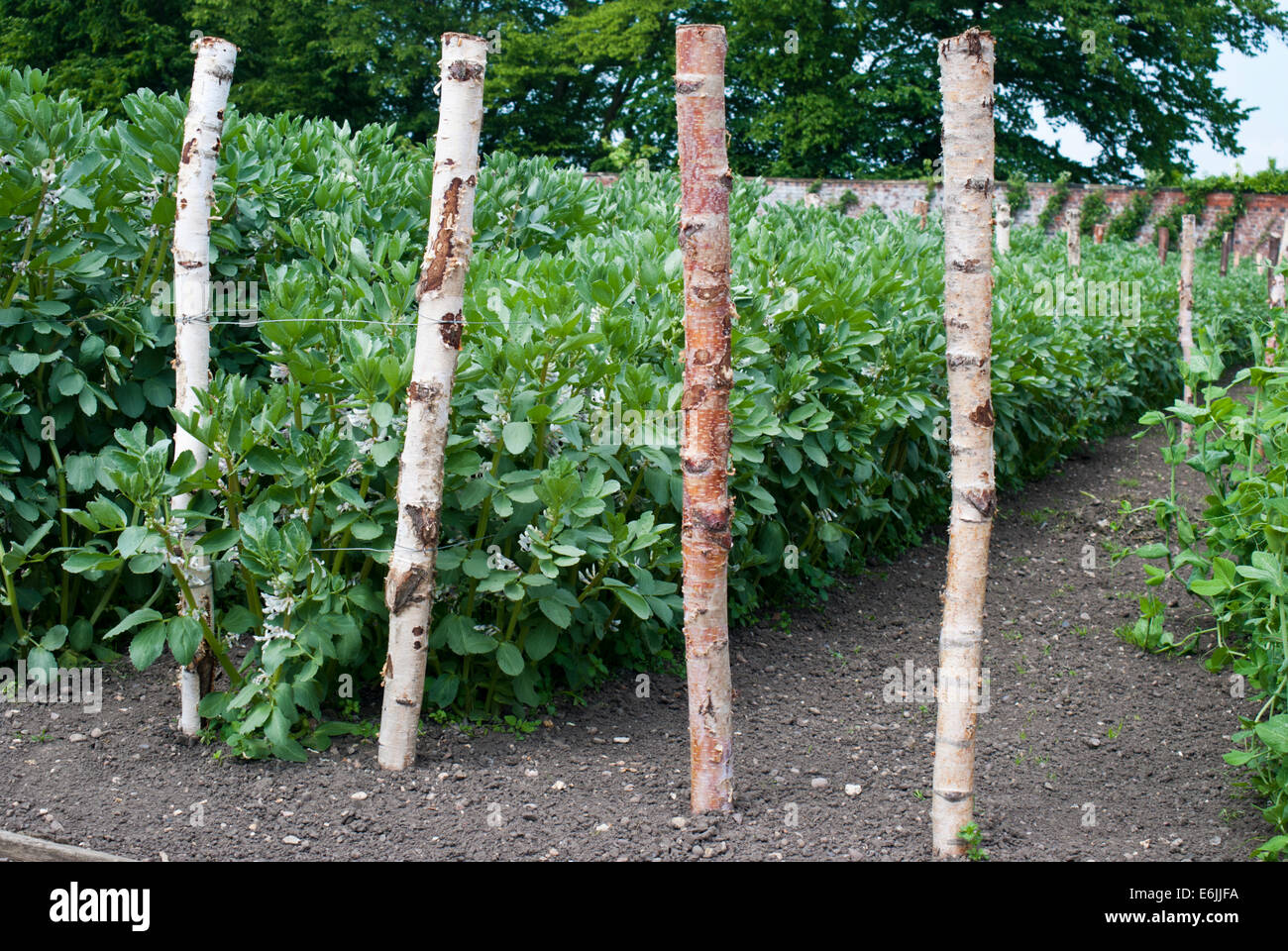 Vegetable patch growing Broad beans Stock Photo - Alamy