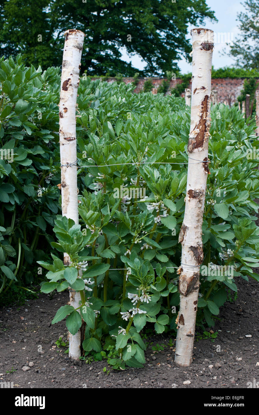Vegetable patch growing Broad beans Stock Photo - Alamy