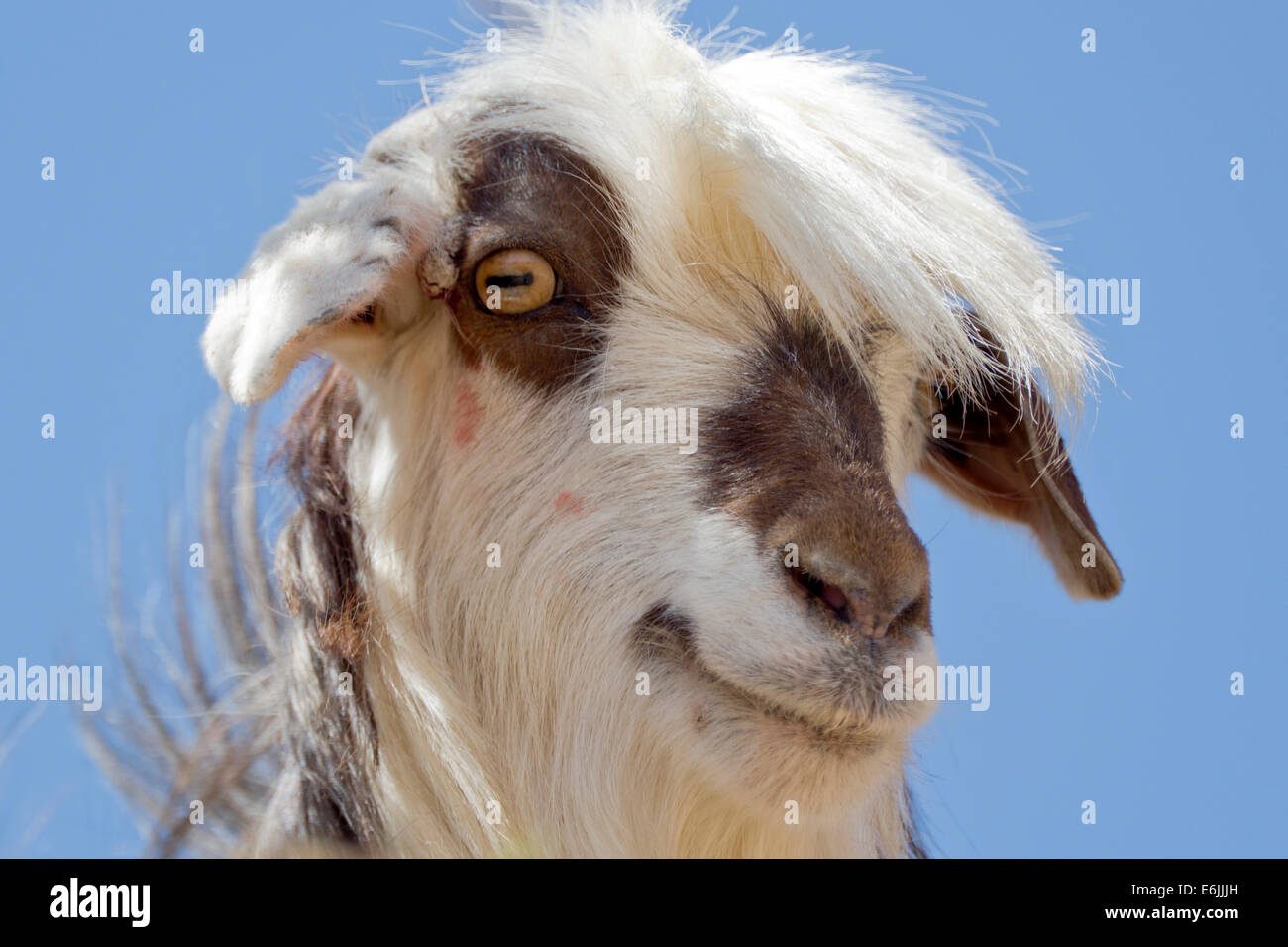Goat in tree hi-res stock photography and images - Alamy