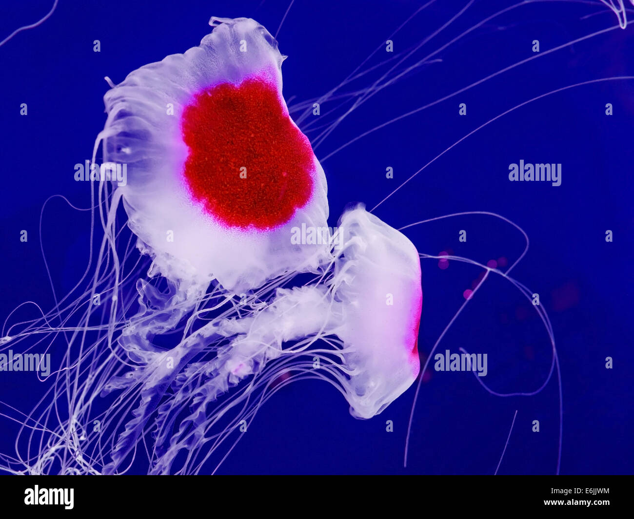 Deep sea float fish hi-res stock photography and images - Alamy