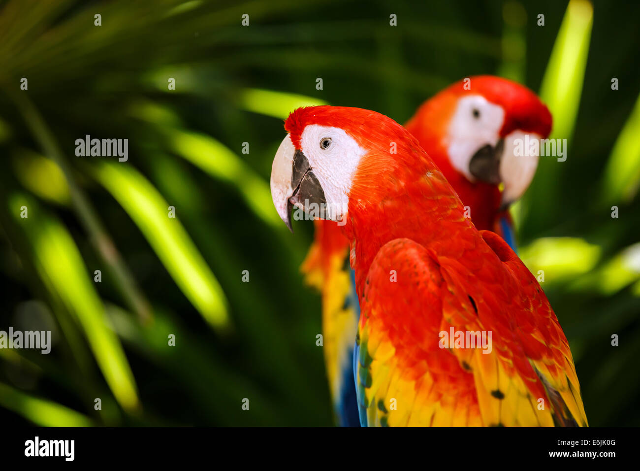 Portrait of colorful Scarlet Macaw parrots in Mexico Stock Photo - Alamy