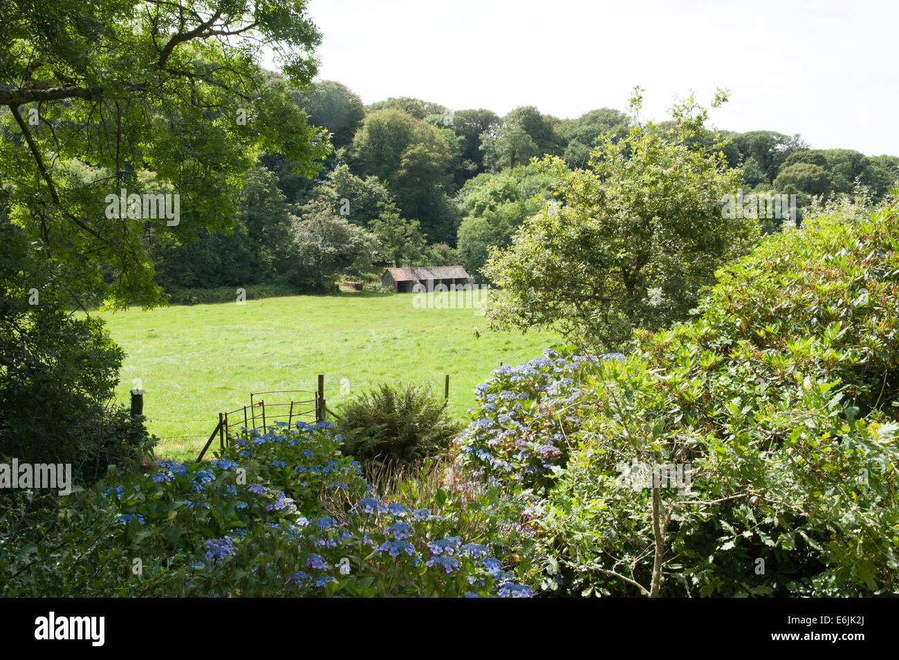The Park at Hartland Abbey with hydrangeas and a Linhay Barn in the ...