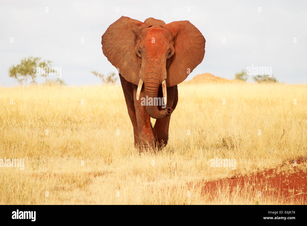 Elephant charging hi-res stock photography and images - Alamy