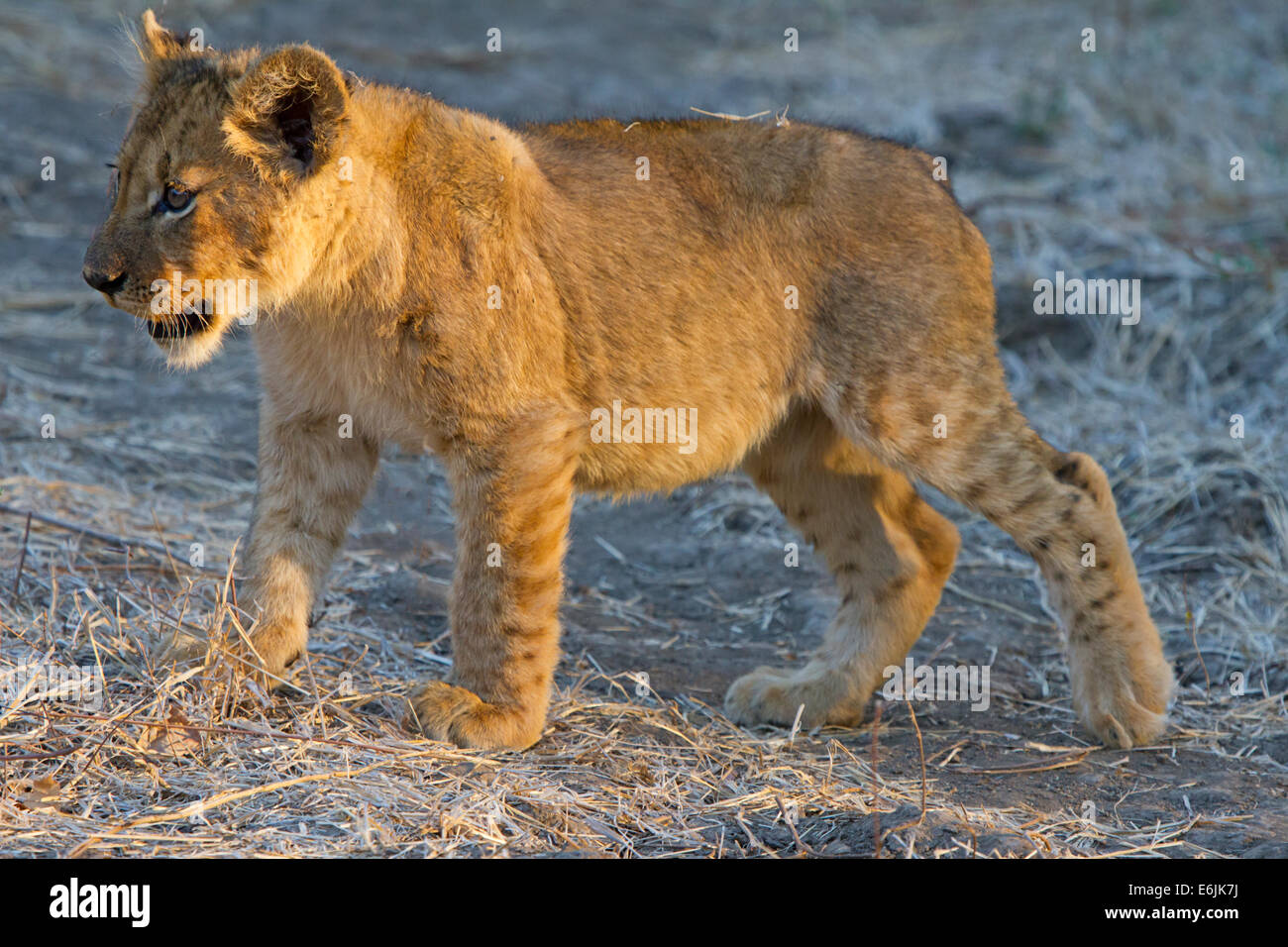 Proud lion hi-res stock photography and images - Alamy
