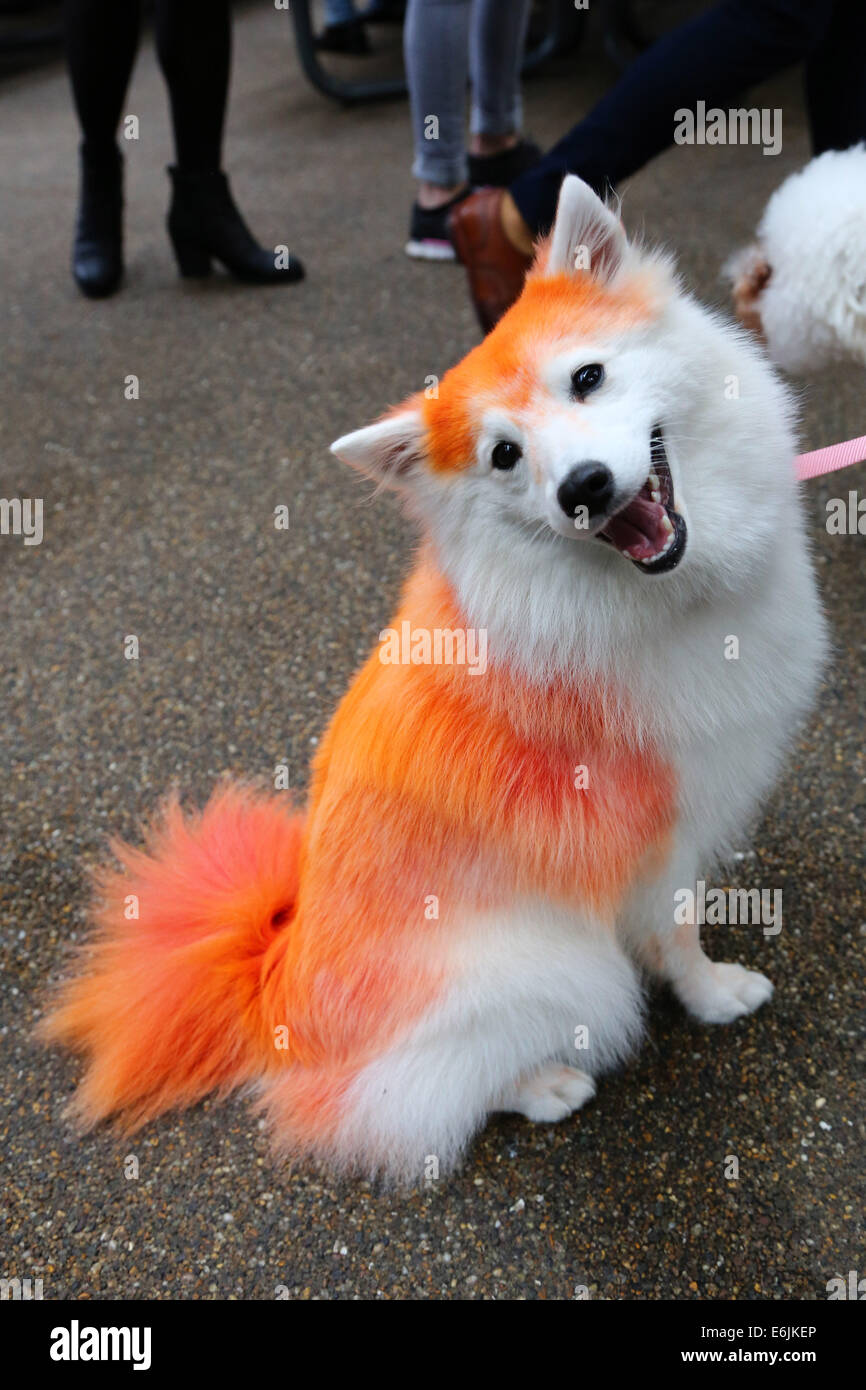 London, UK. 25th August 2014. Riley the Japanese Spitz dyed orange for ...
