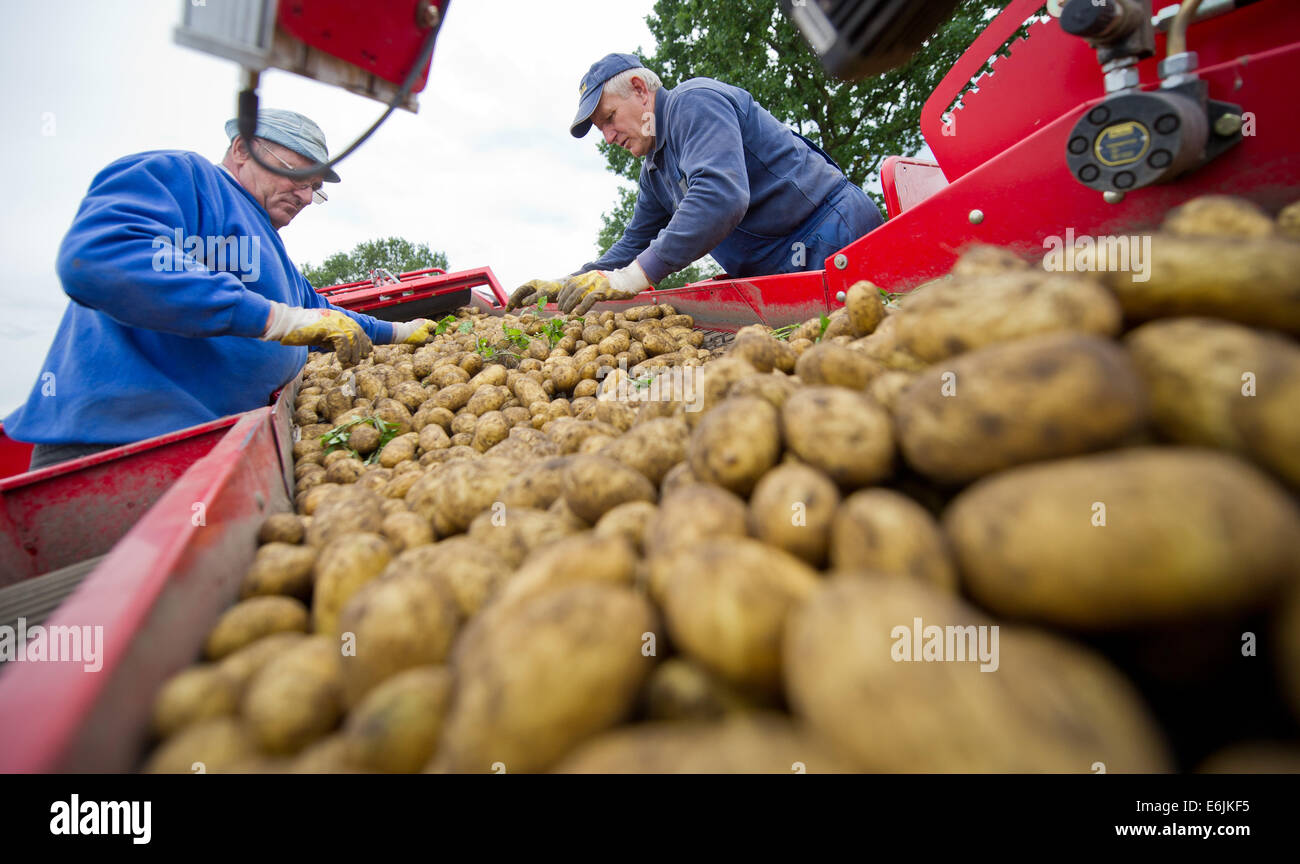 Two men sort potatoes on a harvesting vehicle in Ramlingen, Germany, 25 ...