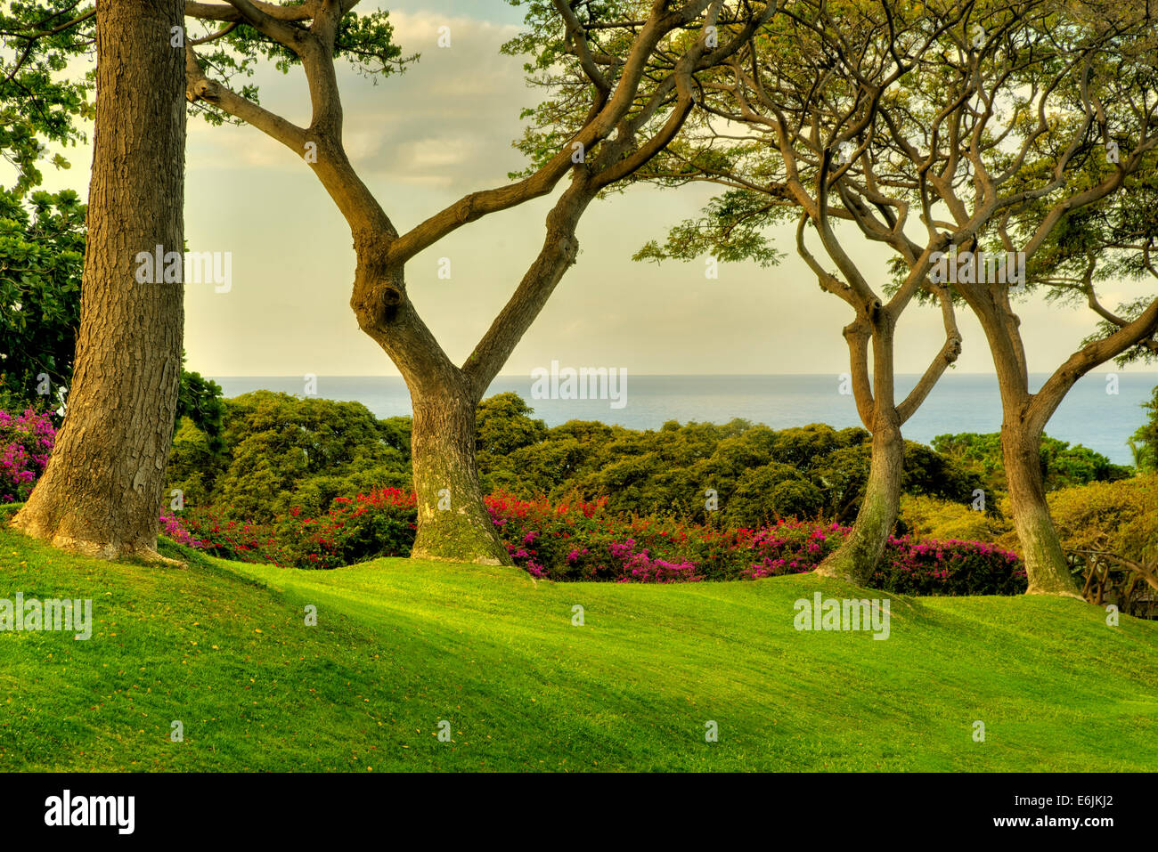 Trees and ocean view at Four Seasons. Lanai, Hawaii Stock Photo - Alamy