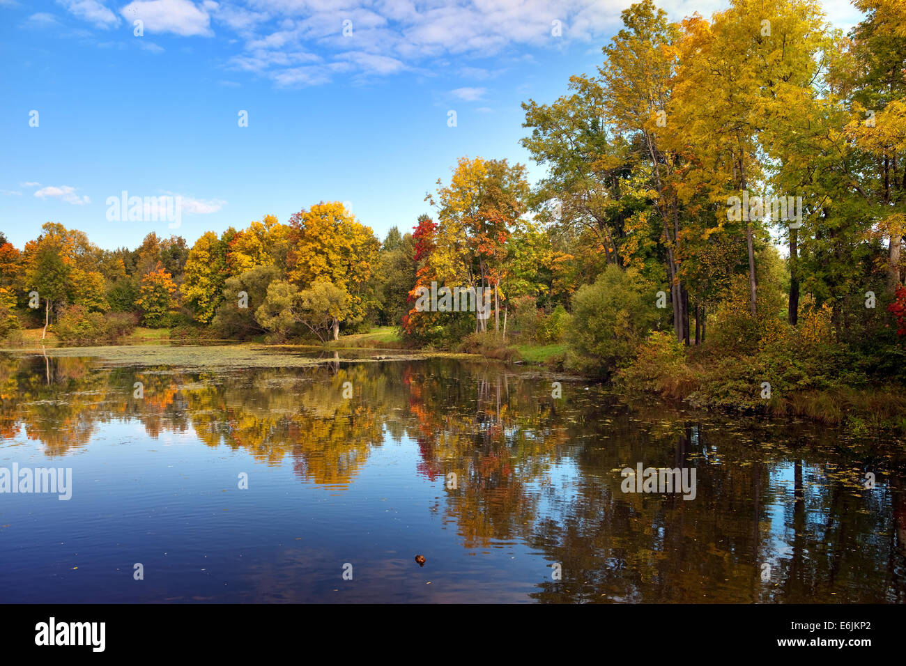 Autumn tree with bright foliage Stock Photo - Alamy