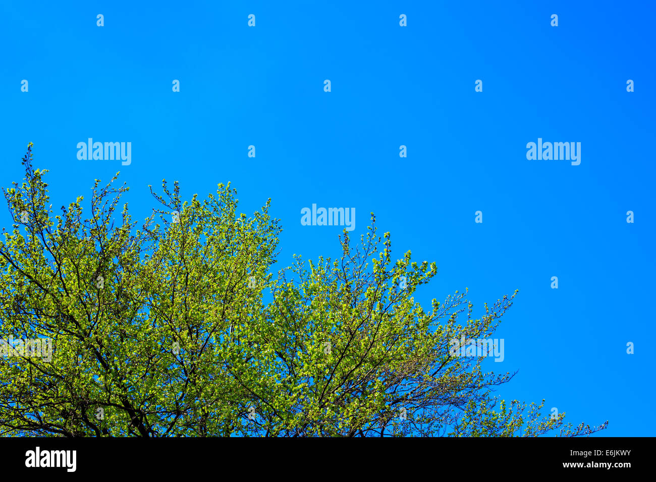 Blue green forest scenic trees hi-res stock photography and images - Alamy