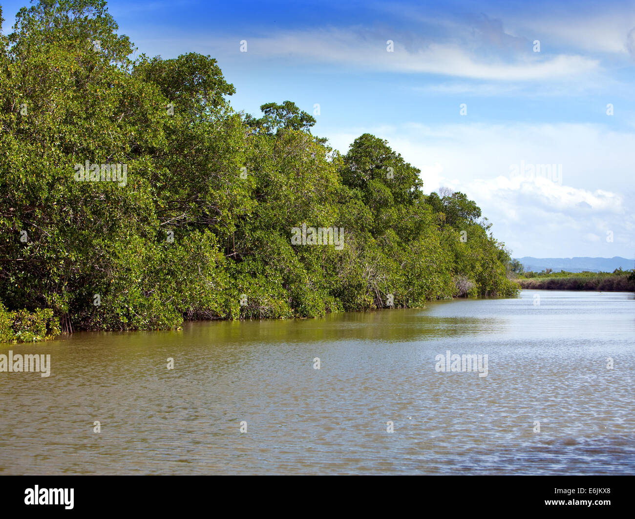 Tropical thickets mangrove forest on the Black river.Jamaica Stock ...