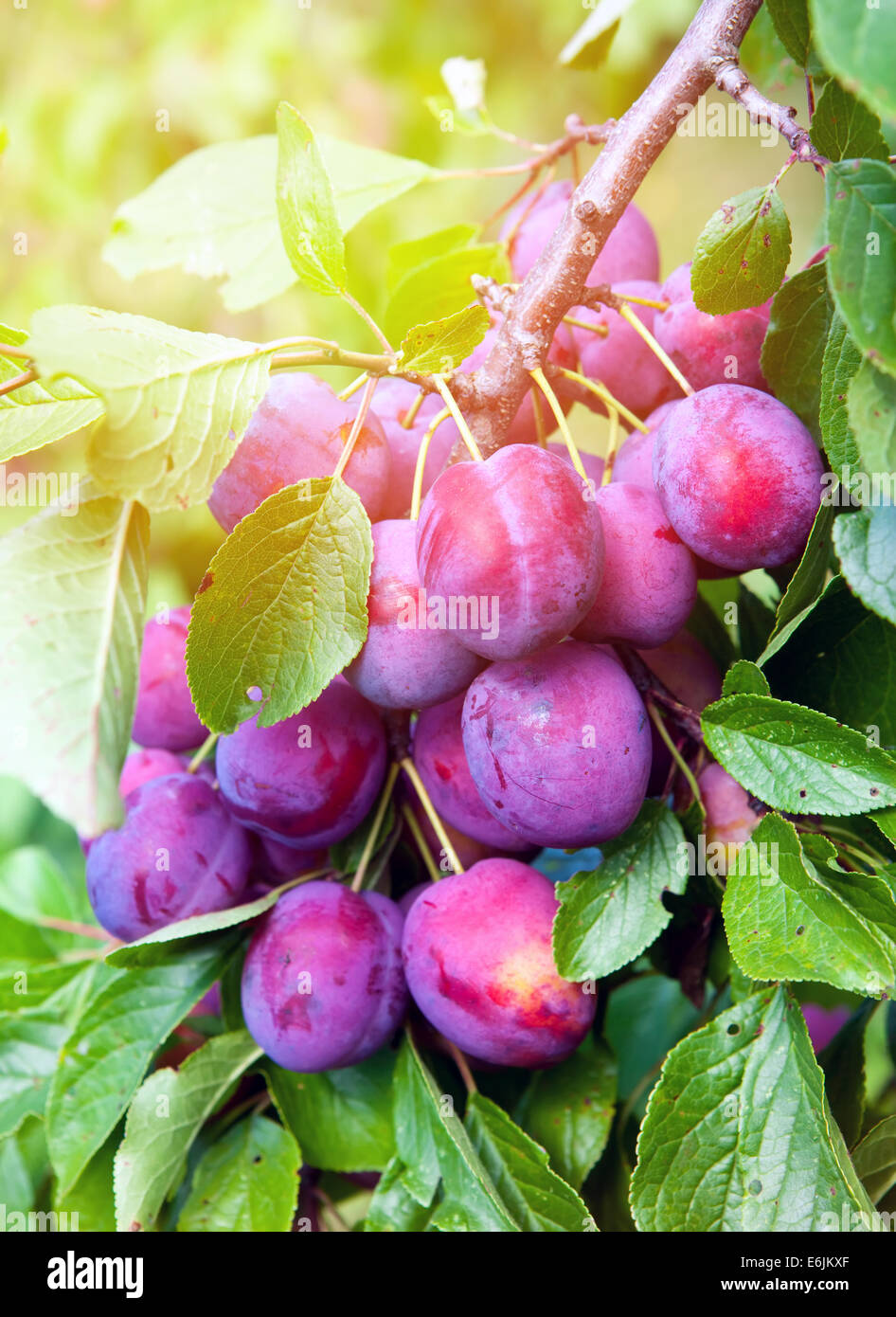 Lilac tree seed hi-res stock photography and images - Alamy