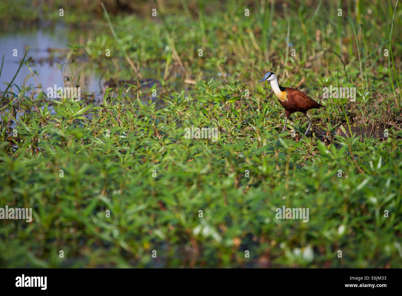 African waders hi-res stock photography and images - Alamy