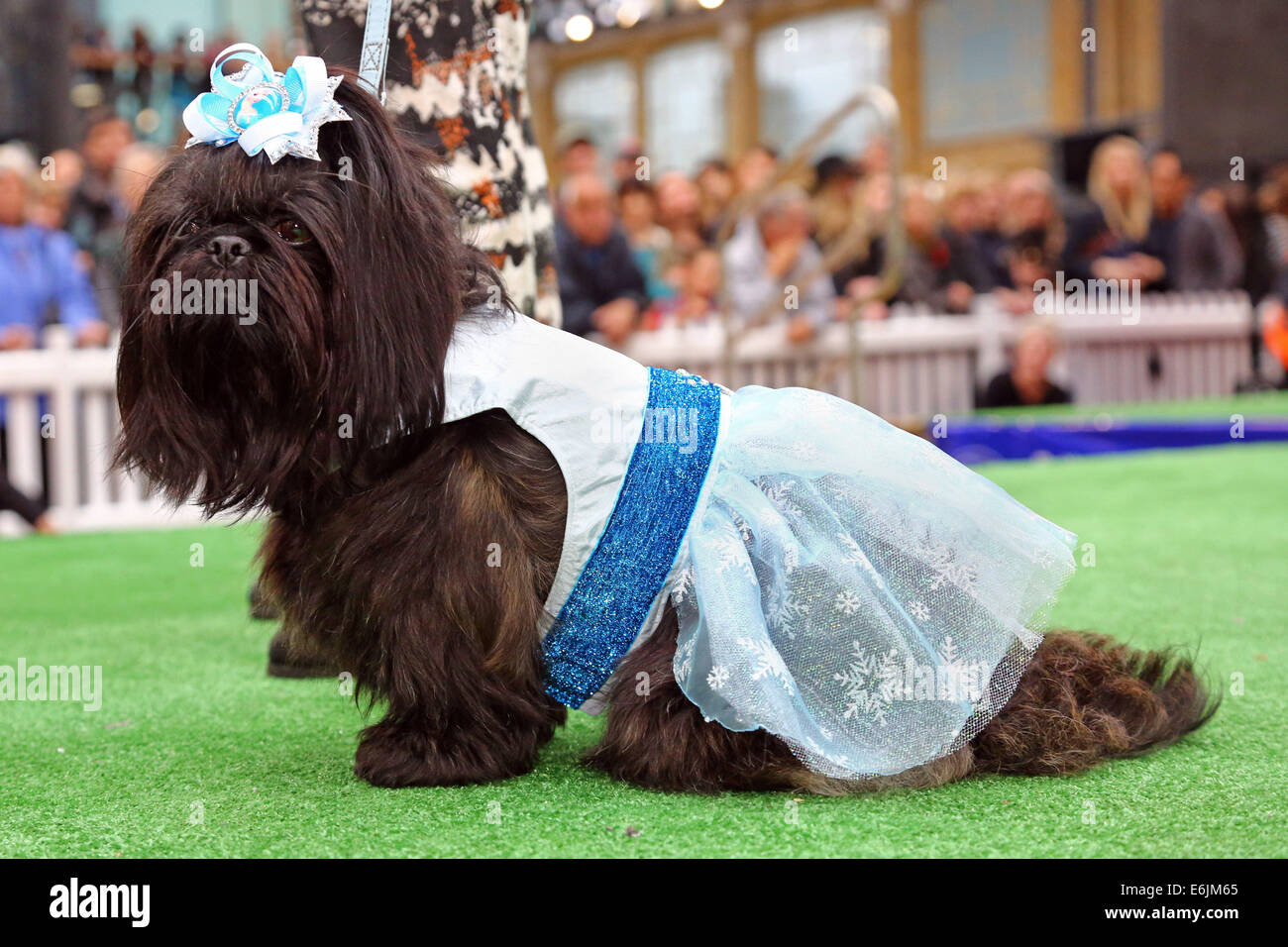 Elsa frozen dog hi-res stock photography and images - Alamy