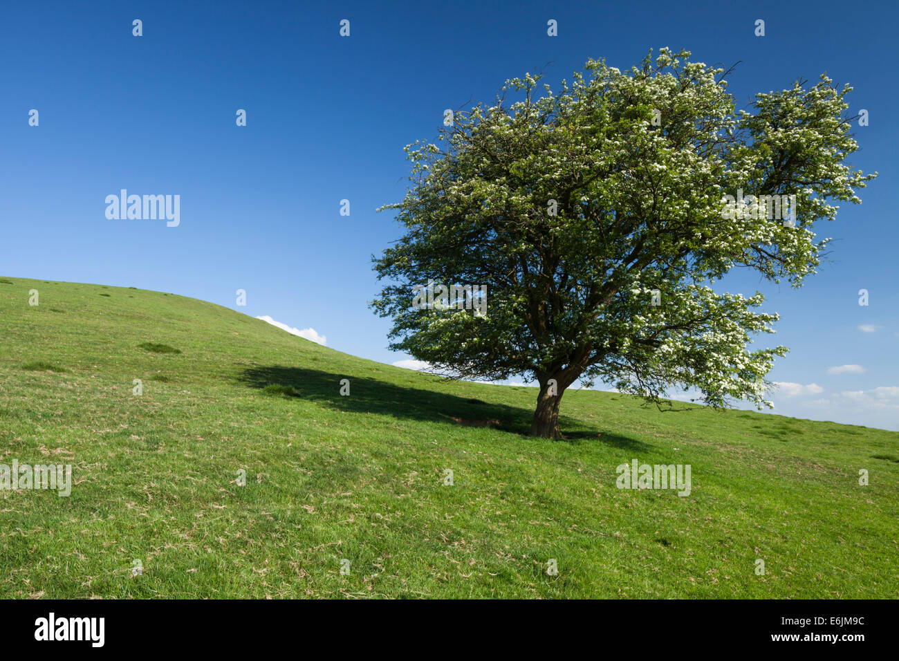 A solitary hawthorn tree full of white spring flower on the slopes of ...