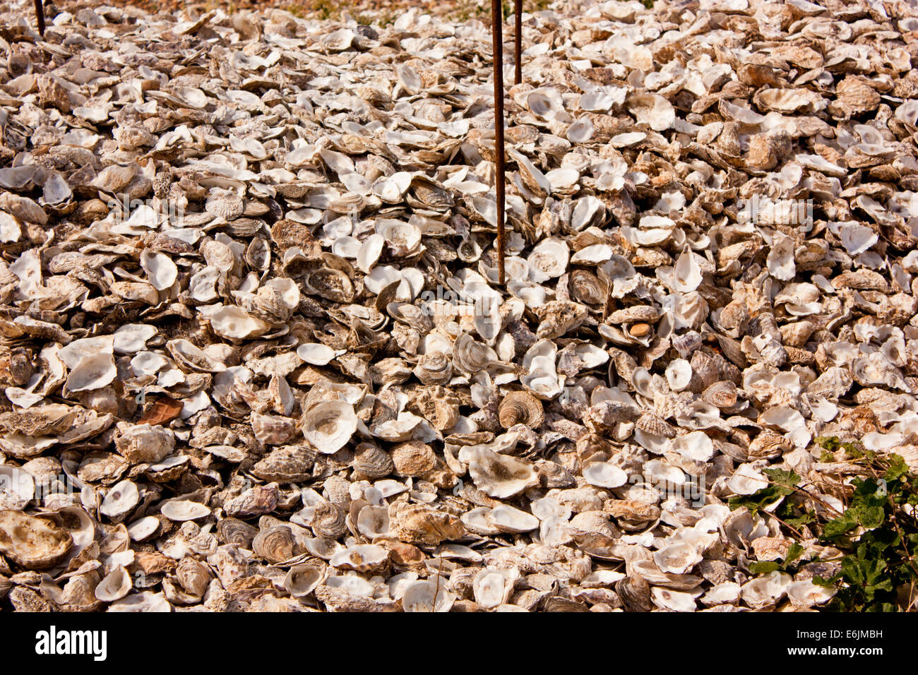 A pile of discarded oyster shells Stock Photo - Alamy