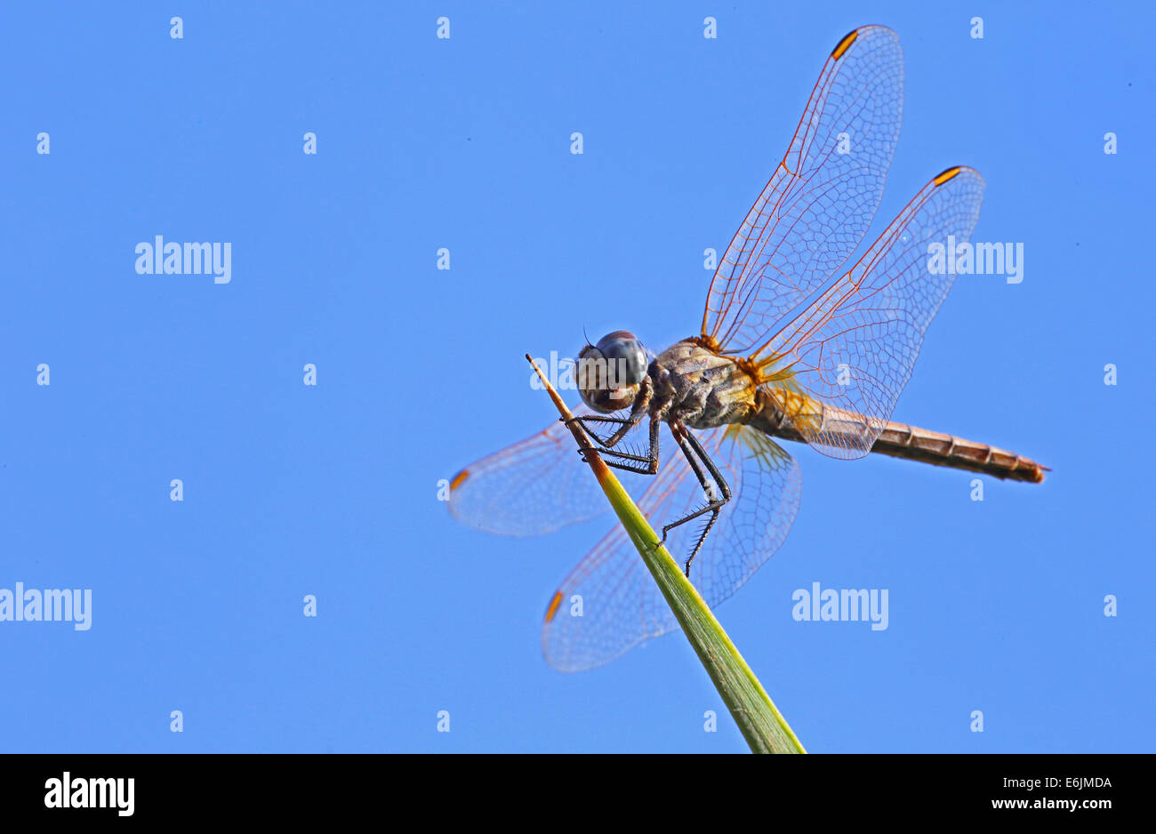 Wing structure of dragon fly hi-res stock photography and images - Alamy