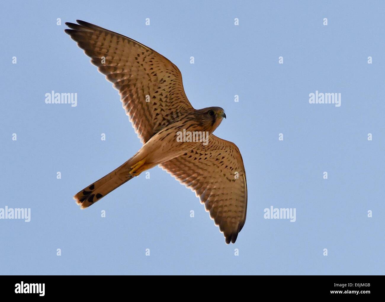 Jacobsdorf hi-res stock photography and images - Alamy