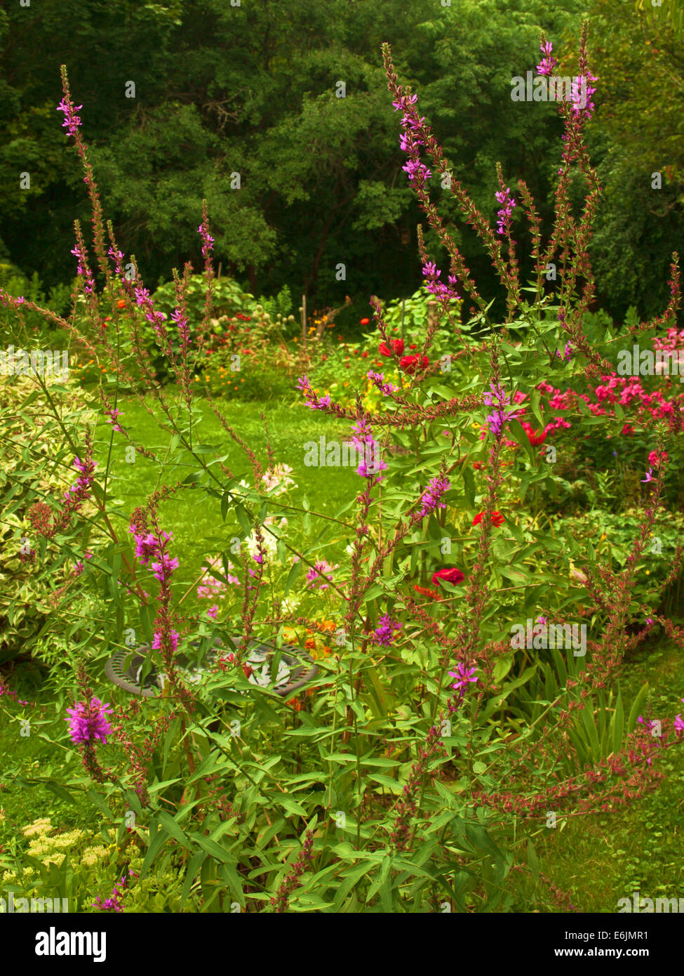 back yard gardens Stock Photo - Alamy