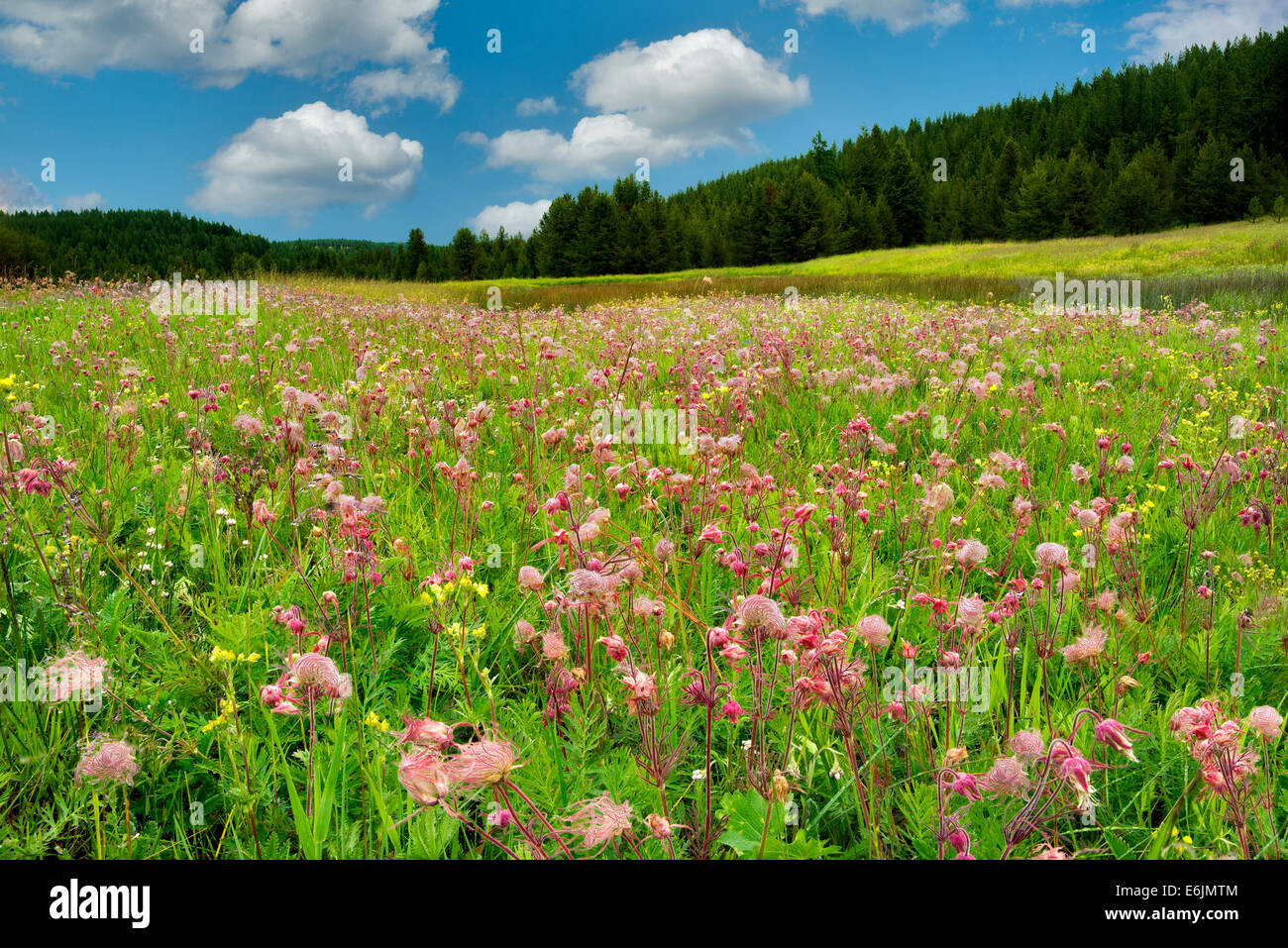 Prairie smoke hi-res stock photography and images - Alamy