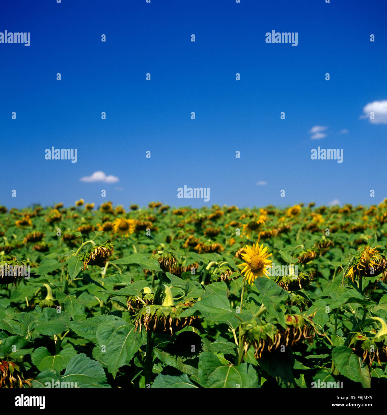 Sunflowers in a field Stock Photo - Alamy